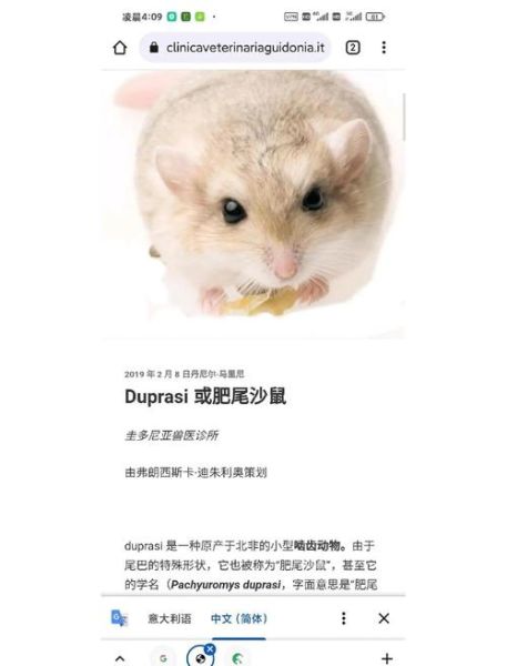 通心粉鼠图片_通心粉鼠怎么养-第1张图片-山城妙识