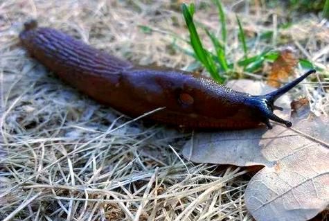 蛞蝓有毒吗_蛞蝓怎么消灭-第3张图片-山城妙识