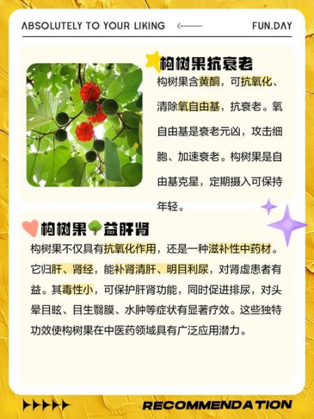 构树果子有什么功效_构树果子的作用与禁忌-第1张图片-山城妙识 构树果子有什么功效_构树果子的作用与禁忌-第1张图片-山城妙识