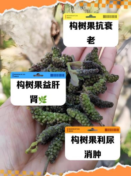 构树果子有什么功效_构树果子的作用与禁忌-第3张图片-山城妙识 构树果子有什么功效_构树果子的作用与禁忌-第3张图片-山城妙识