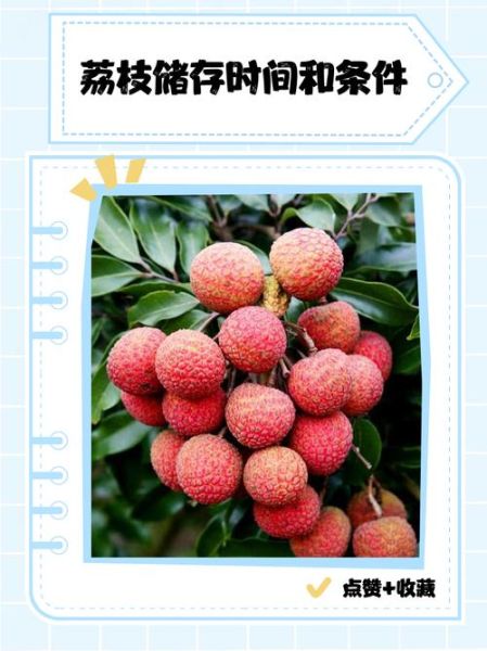荔枝怎么保鲜时间长_荔枝保存方法有哪些-第2张图片-山城妙识