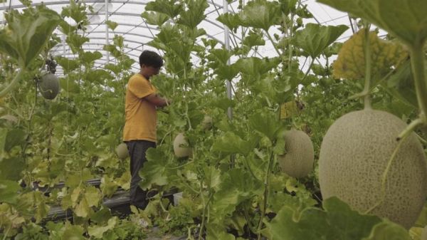 哈密瓜种植地区_哪里最适合种哈密瓜-第1张图片-山城妙识 哈密瓜种植地区_哪里最适合种哈密瓜-第1张图片-山城妙识