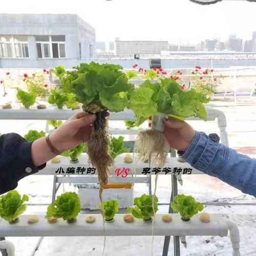 生菜什么时候种最合适_生菜种植方法全过程-第3张图片-山城妙识 生菜什么时候种最合适_生菜种植方法全过程-第3张图片-山城妙识