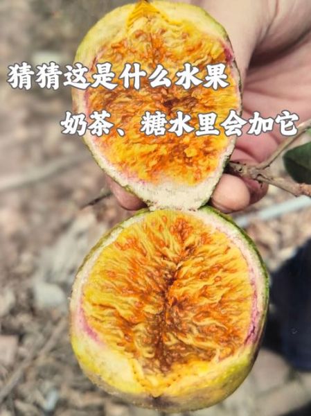 爱玉和薜荔的区别_爱玉和薜荔怎么区分-第1张图片-山城妙识 爱玉和薜荔的区别_爱玉和薜荔怎么区分-第1张图片-山城妙识