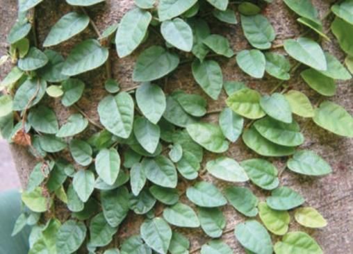 爱玉和薜荔的区别_爱玉和薜荔怎么区分-第3张图片-山城妙识 爱玉和薜荔的区别_爱玉和薜荔怎么区分-第3张图片-山城妙识