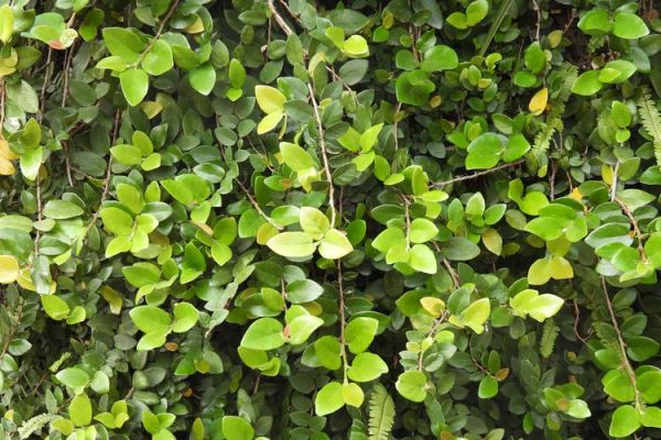 爱玉和薜荔的区别_爱玉和薜荔怎么区分-第2张图片-山城妙识 爱玉和薜荔的区别_爱玉和薜荔怎么区分-第2张图片-山城妙识