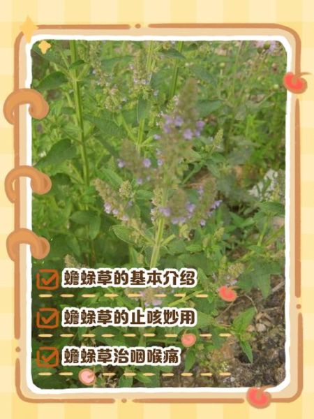 蛤蟆草的功效与作用_蛤蟆草能治什么病-第1张图片-山城妙识 蛤蟆草的功效与作用_蛤蟆草能治什么病-第1张图片-山城妙识