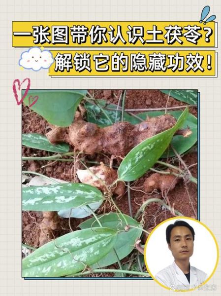 土茯苓的功效与作用是什么_土茯苓能治疗哪些疾病-第1张图片-山城妙识