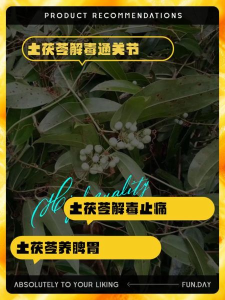 土茯苓的功效与作用是什么_土茯苓能治疗哪些疾病-第3张图片-山城妙识