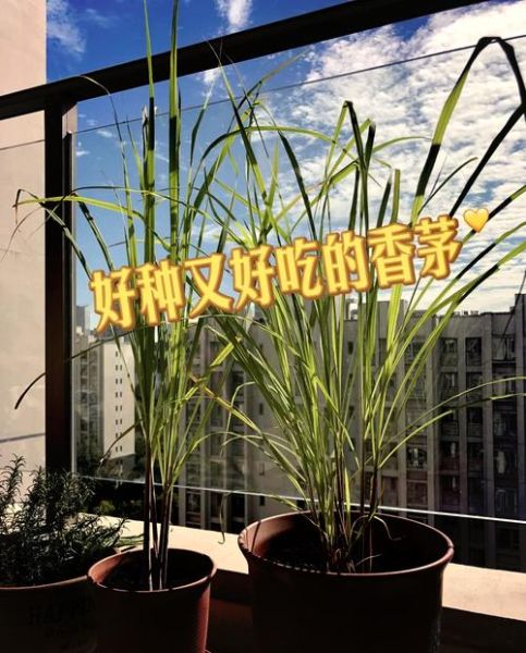 香茅草的功效与作用_香茅草的副作用和禁忌-第2张图片-山城妙识 香茅草的功效与作用_香茅草的副作用和禁忌-第2张图片-山城妙识