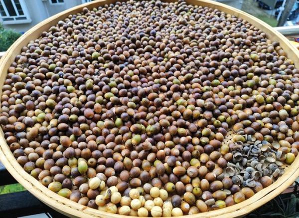 橡子豆腐的功效与作用_橡子豆腐能减肥吗-第1张图片-山城妙识