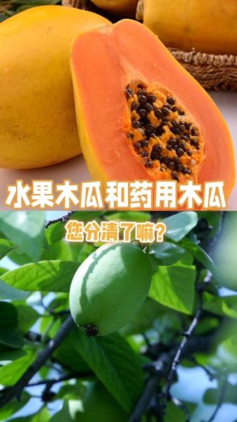 药用木瓜很硬怎么吃_怎么变软-第2张图片-山城妙识 药用木瓜很硬怎么吃_怎么变软-第2张图片-山城妙识