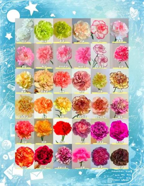 康乃馨花语有哪些含义_送妈妈康乃馨选什么颜色-第3张图片-山城妙识