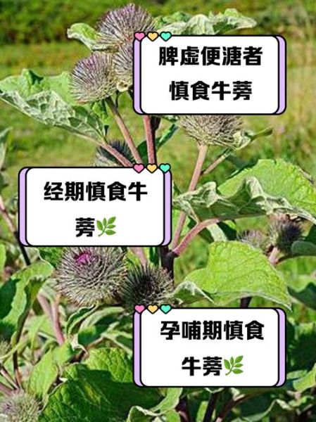 牛蒡怎么吃_牛蒡的做法大全-第2张图片-山城妙识