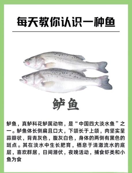 海鲈鱼的营养价值_海鲈鱼的功效与作用-第1张图片-山城妙识