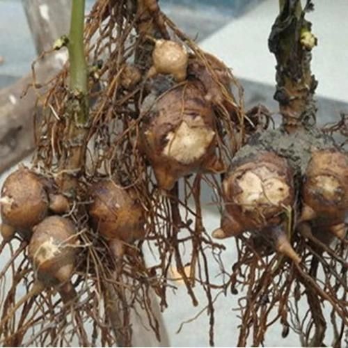 附子干姜害死人_中毒症状多久出现-第1张图片-山城妙识