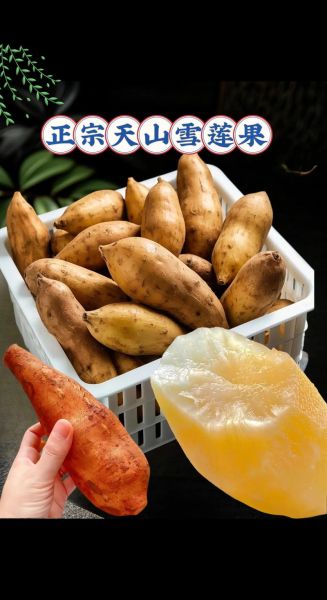 云南天山雪莲果怎么吃_雪莲果的吃法大全-第2张图片-山城妙识