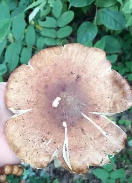 东北榛蘑的功效与作用_怎么吃最养生-第1张图片-山城妙识 东北榛蘑的功效与作用_怎么吃最养生-第1张图片-山城妙识