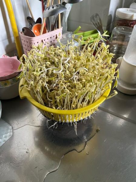 豆芽怎么发_家庭无土栽培方法-第3张图片-山城妙识