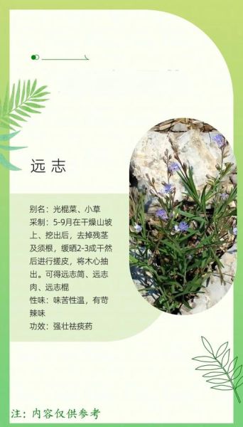 远志的功效与作用及食用方法_远志怎么吃效果最好-第3张图片-山城妙识