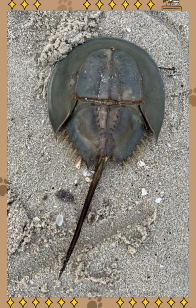 鲎血能治疗什么病_鲎血临床用途有哪些-第3张图片-山城妙识