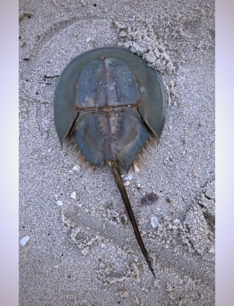 鲎血能治疗什么病_鲎血临床用途有哪些-第2张图片-山城妙识