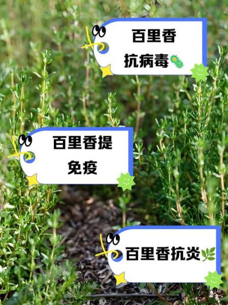 百里香的功效与作用_百里香的禁忌有哪些-第1张图片-山城妙识