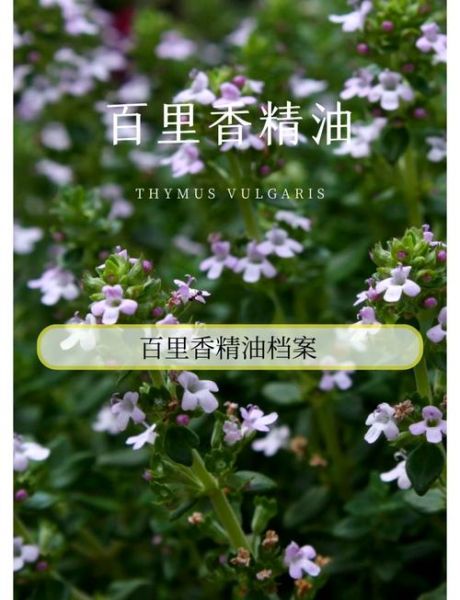 百里香的功效与作用_百里香的禁忌有哪些-第2张图片-山城妙识