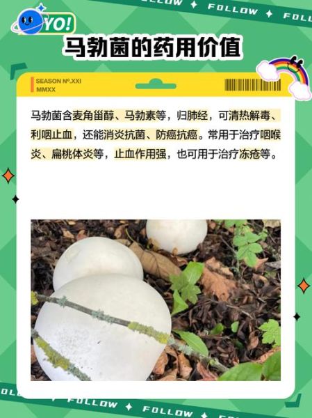 马勃的功效与作用_马勃能治什么病-第2张图片-山城妙识