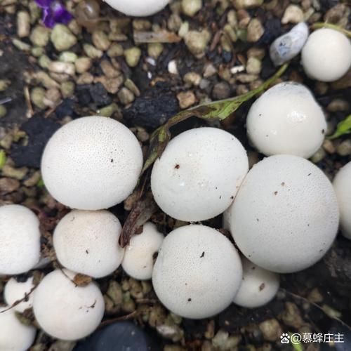 马勃的功效与作用_马勃能治什么病-第3张图片-山城妙识