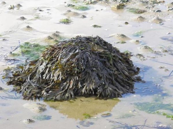 紫菜是不是海鲜_紫菜属于海鲜吗-第1张图片-山城妙识 紫菜是不是海鲜_紫菜属于海鲜吗-第1张图片-山城妙识