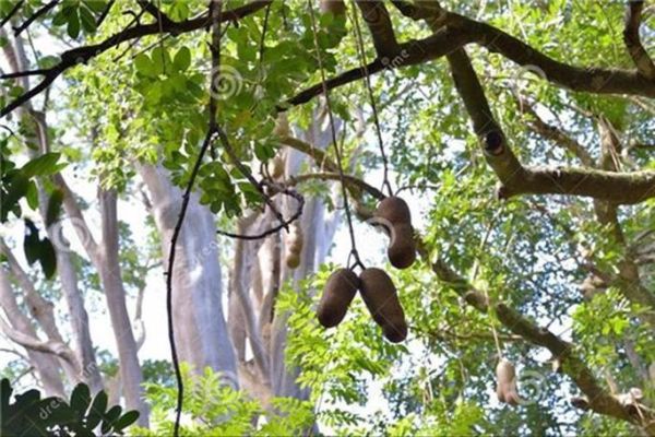 香肠树邀请码在哪买_香肠树邀请码购买渠道-第2张图片-山城妙识