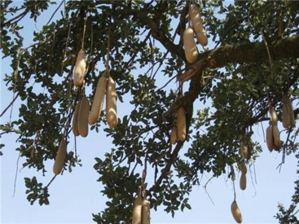 香肠树邀请码在哪买_香肠树邀请码购买渠道-第1张图片-山城妙识