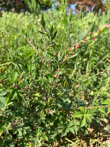 萹蓄的功效与作用_萹蓄能治什么病-第2张图片-山城妙识