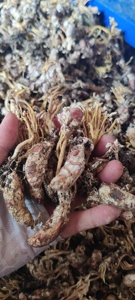 金蝉花多少钱一斤_金蝉花价格为什么差异大-第1张图片-山城妙识 金蝉花多少钱一斤_金蝉花价格为什么差异大-第1张图片-山城妙识