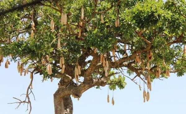 香肠树邀请码在哪买_香肠树邀请码购买渠道-第3张图片-山城妙识