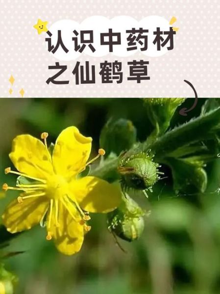 仙鹤草的功效与作用_仙鹤草能长期泡水喝吗-第2张图片-山城妙识