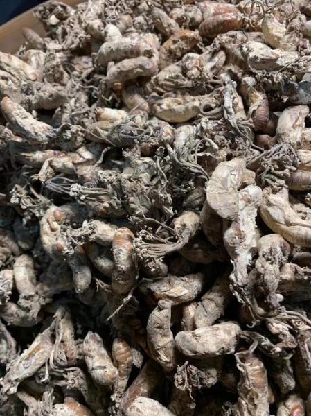 金蝉花多少钱一斤_金蝉花价格为什么差异大-第2张图片-山城妙识 金蝉花多少钱一斤_金蝉花价格为什么差异大-第2张图片-山城妙识