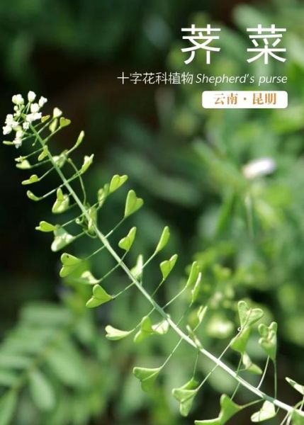 能吃的野菜有哪些图片和名字_春季常见野菜识别指南-第2张图片-山城妙识