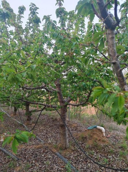 樱桃树苗几年能结果_樱桃树结果时间影响因素-第1张图片-山城妙识