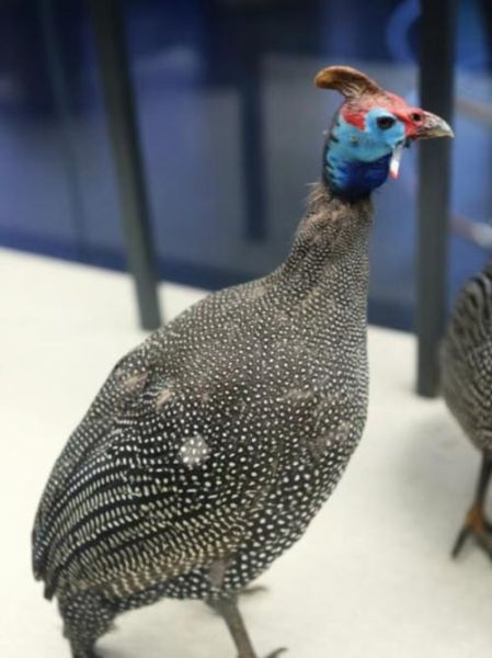 珍珠鸡会飞吗_珍珠鸡飞行能力有多强-第2张图片-山城妙识