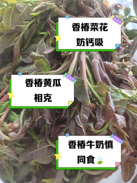 香椿芽不能和什么一起吃_哪些人不能吃香椿芽-第2张图片-山城妙识