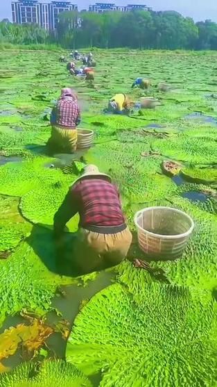 芡实产地哪里最好_芡实产地分布与品质差异-第1张图片-山城妙识 芡实产地哪里最好_芡实产地分布与品质差异-第1张图片-山城妙识