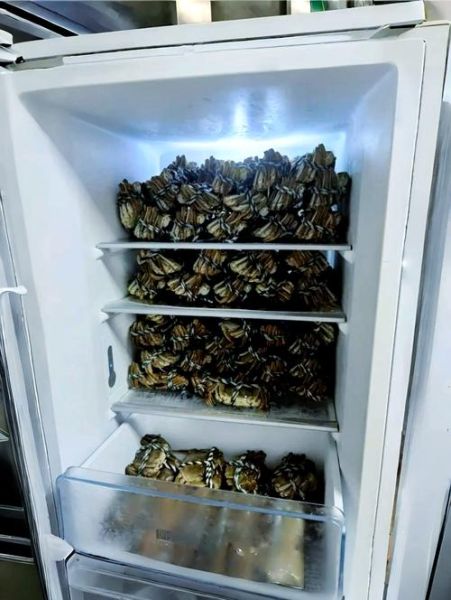 大闸蟹怎么保存才不死_活蟹能放冰箱吗-第2张图片-山城妙识 大闸蟹怎么保存才不死_活蟹能放冰箱吗-第2张图片-山城妙识
