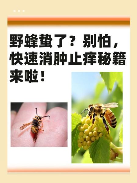 马蜂有毒吗_被马蜂蛰了怎么办-第2张图片-山城妙识 马蜂有毒吗_被马蜂蛰了怎么办-第2张图片-山城妙识
