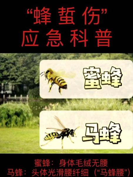 马蜂有毒吗_被马蜂蛰了怎么办-第3张图片-山城妙识 马蜂有毒吗_被马蜂蛰了怎么办-第3张图片-山城妙识