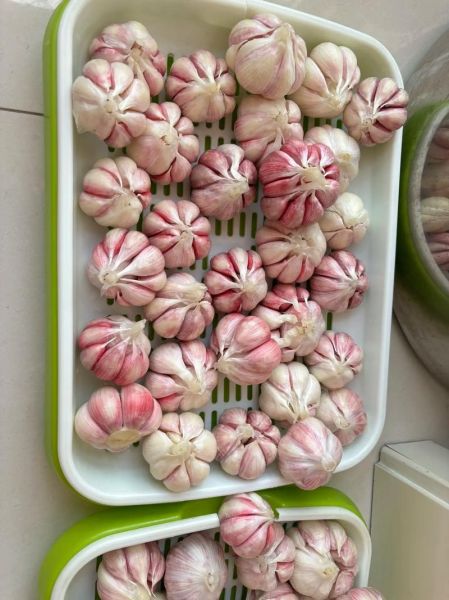 腌制大蒜的做法_怎样腌制大蒜不辣又脆-第3张图片-山城妙识 腌制大蒜的做法_怎样腌制大蒜不辣又脆-第3张图片-山城妙识