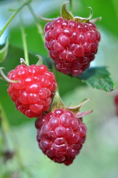 野生覆盆子长什么样_野生覆盆子图片大全大图-第2张图片-山城妙识