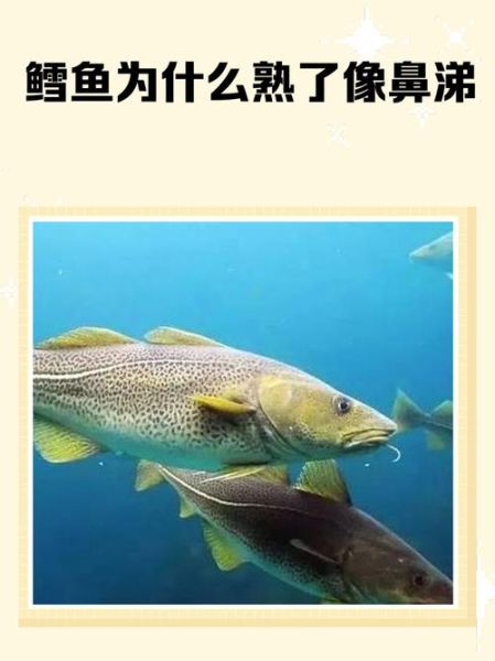 真鳕鱼和假鳕鱼图片区别_如何一眼辨别真假鳕鱼-第2张图片-山城妙识