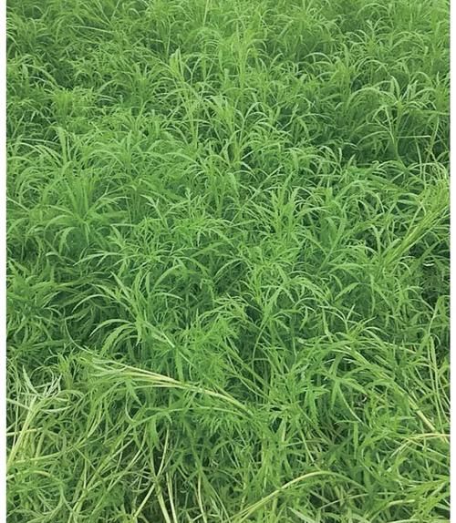 蒌蒿图片长什么样_蒌蒿和艾草怎么区分-第1张图片-山城妙识